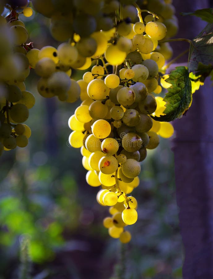 Uvas de Muscat imagen de archivo. Imagen de agricultura - 92175081