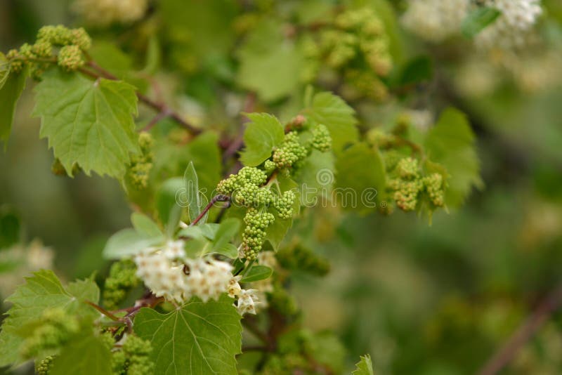 Uvas del bebé imagen de archivo. Imagen de vida, alimento - 50103541