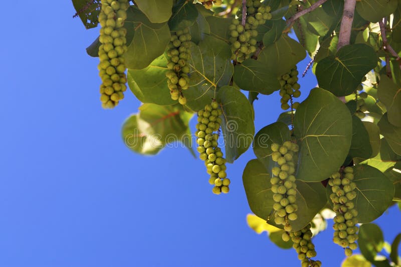 Uvas Del Mar Contra Un Cielo Azul Foto de archivo - Imagen de verde ...