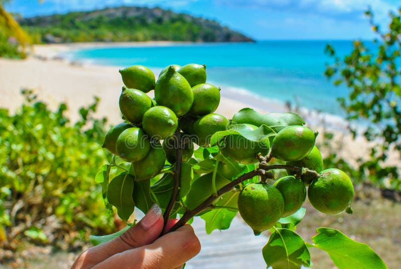 Uvas del mar en la playa foto de archivo. Imagen de costero - 40993570