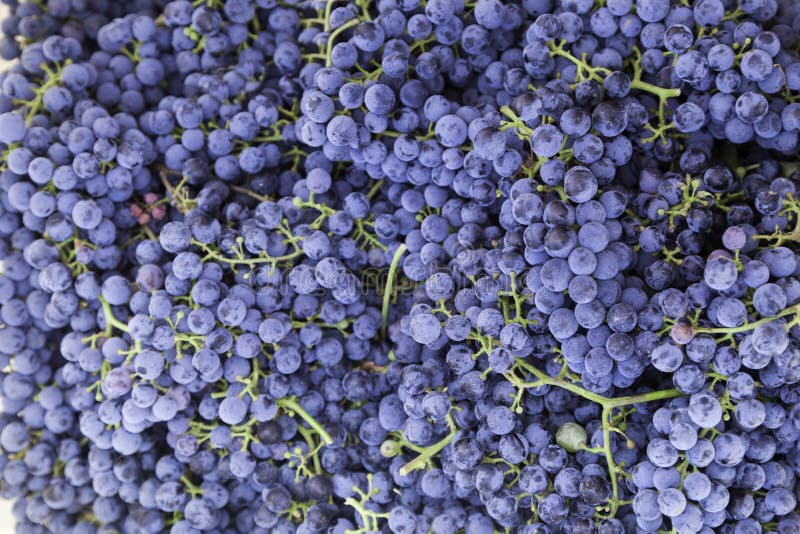 Uvas del Merlot imagen de archivo. Imagen de campo, cosecha - 33038341
