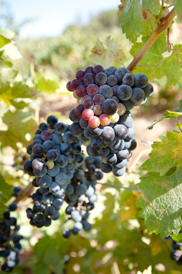 Uvas del Merlot en viñedo foto de archivo. Imagen de cosecha - 4733814