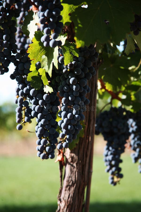 Uvas Merlot en el viñedo foto de archivo. Imagen de nutritivo - 3194508