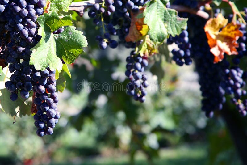 Uvas del Merlot en viñedo foto de archivo. Imagen de merlot - 35864