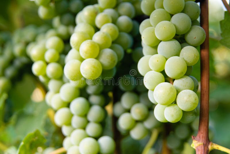 Uvas del vino blanco foto de archivo. Imagen de blanco - 17161208