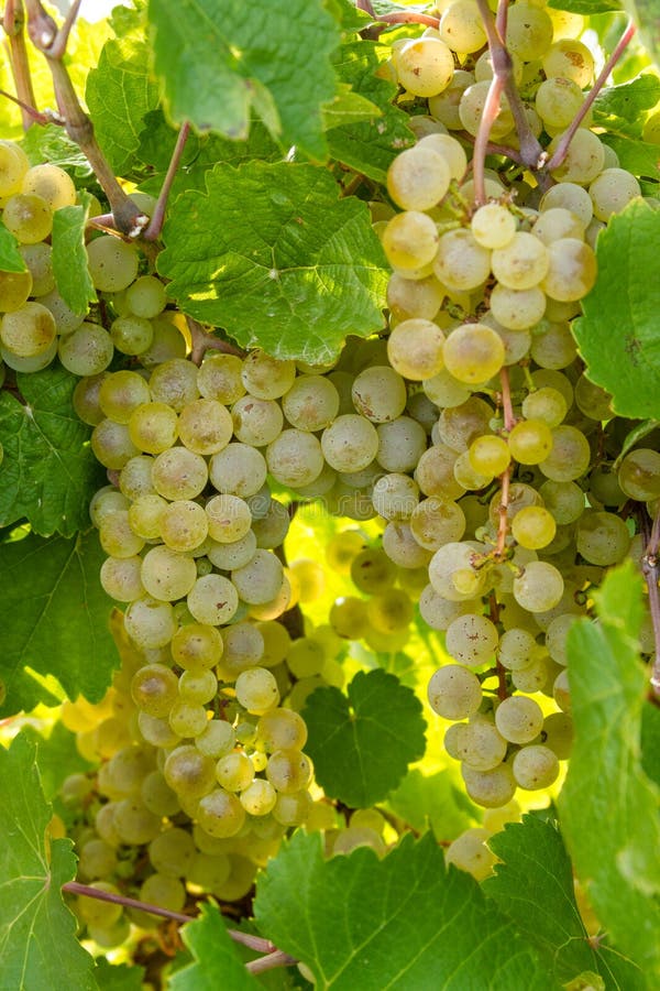 Uvas del vino blanco imagen de archivo. Imagen de lagar - 37628651