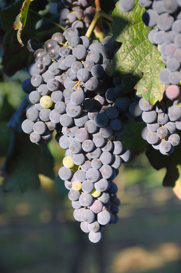 Uvas Do Merlot No Vinhedo HDR Foto de Stock - Imagem de videira ...