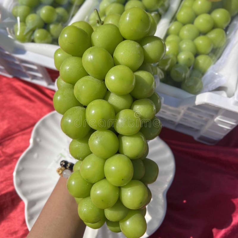 Uvas Japonesas Uvas Simuscus Uvas Coreas Foto de archivo - Imagen de ...