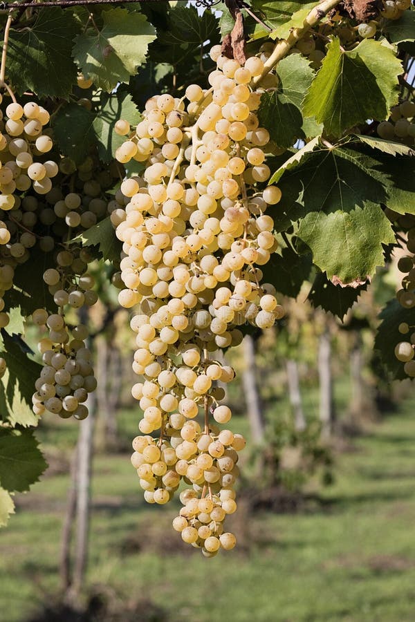 Uvas Largas Fotos - Libres de Derechos y Gratuitas de Dreamstime