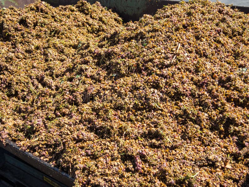 Uvas machacadas foto de archivo. Imagen de machacado - 101120684