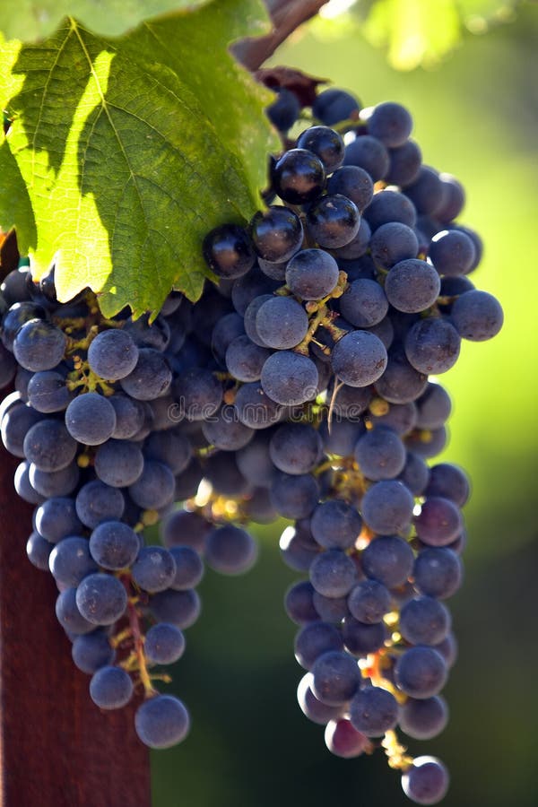 Uvas negras imagen de archivo. Imagen de fruta, vino - 26917345