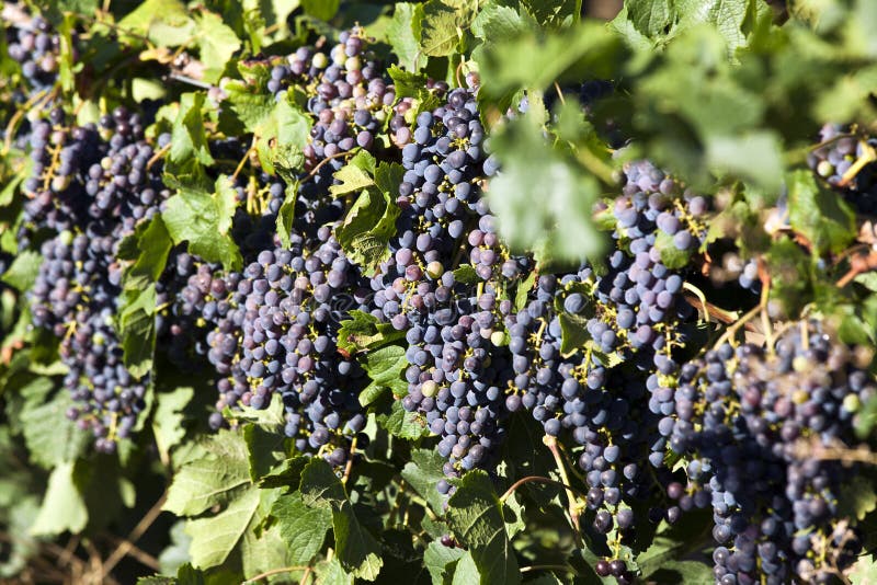 Uvas negras foto de archivo. Imagen de italia, francia - 26444596