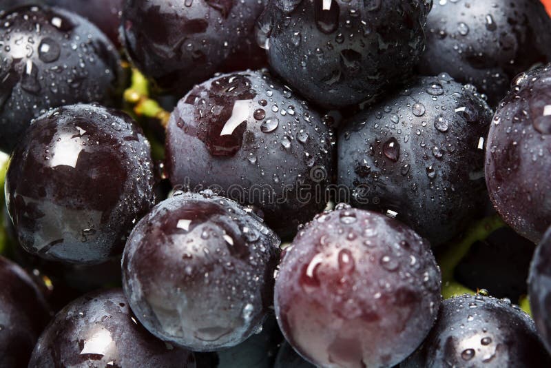Uvas negras foto de archivo. Imagen de alimento, amargo - 70783844