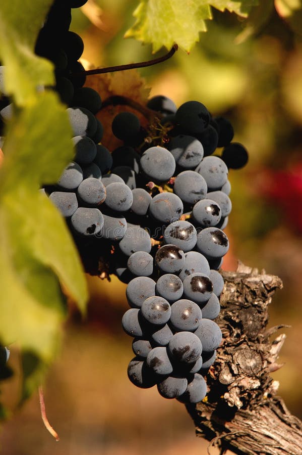 Uvas negras imagen de archivo. Imagen de fruta, vino - 26917345