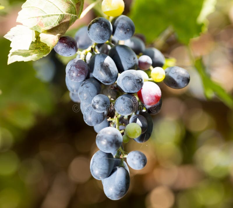 Uvas Negras En Una Ventana De La Tienda Imagen de archivo - Imagen de ...