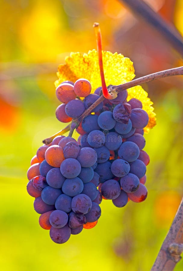 Uvas Moradas Aisladas Sobre Fondo Blanco Imagen de archivo - Imagen de ...