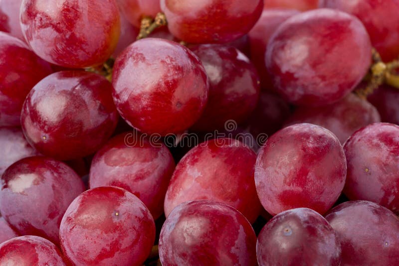 Uvas rojas imagen de archivo. Imagen de rojas, uvas - 1694433