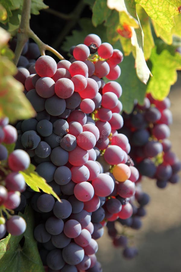 Uvas rojas en la vid foto de archivo. Imagen de varietal - 11030400