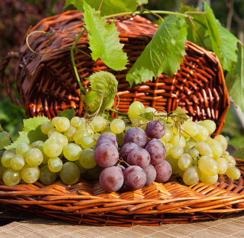 Uvas rojas y verdes foto de archivo. Imagen de sano, cosecha - 25574282