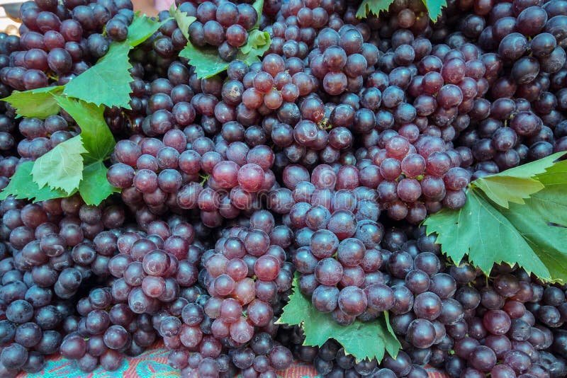 Uvas roxas foto de stock. Imagem de fundo, fruta, maduro - 81427540
