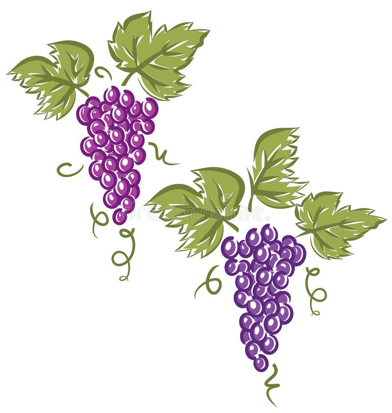Uvas (vector) ilustración del vector. Ilustración de chardonnay - 9575890
