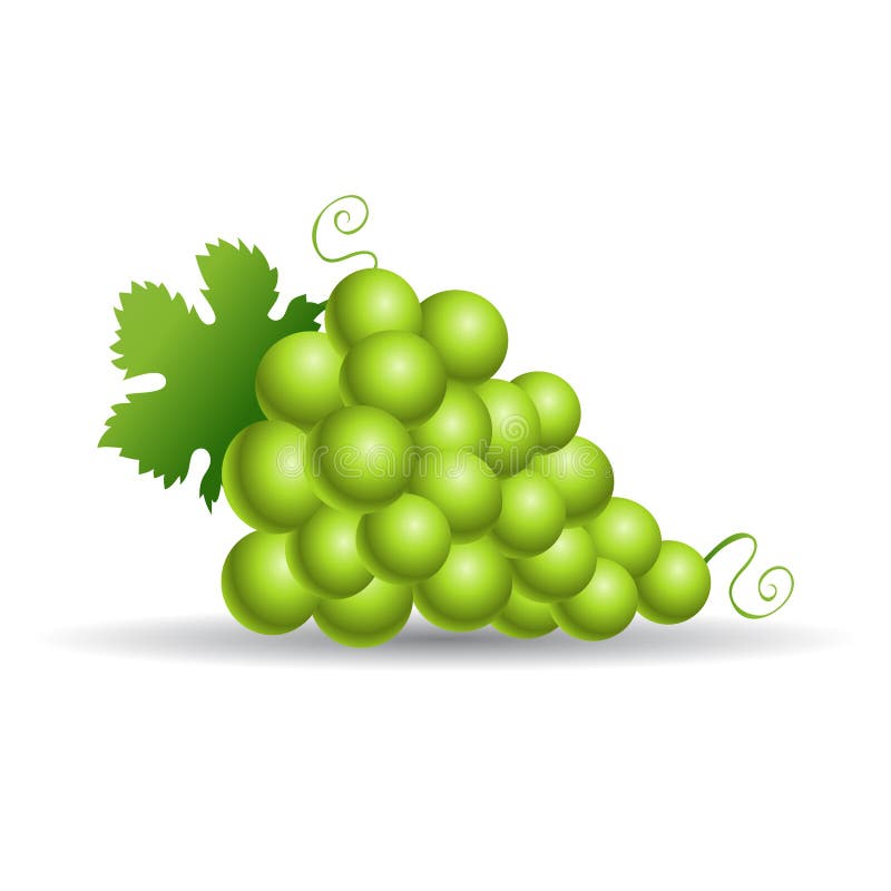 Uvas verdes ilustración del vector. Ilustración de uvas - 14978290