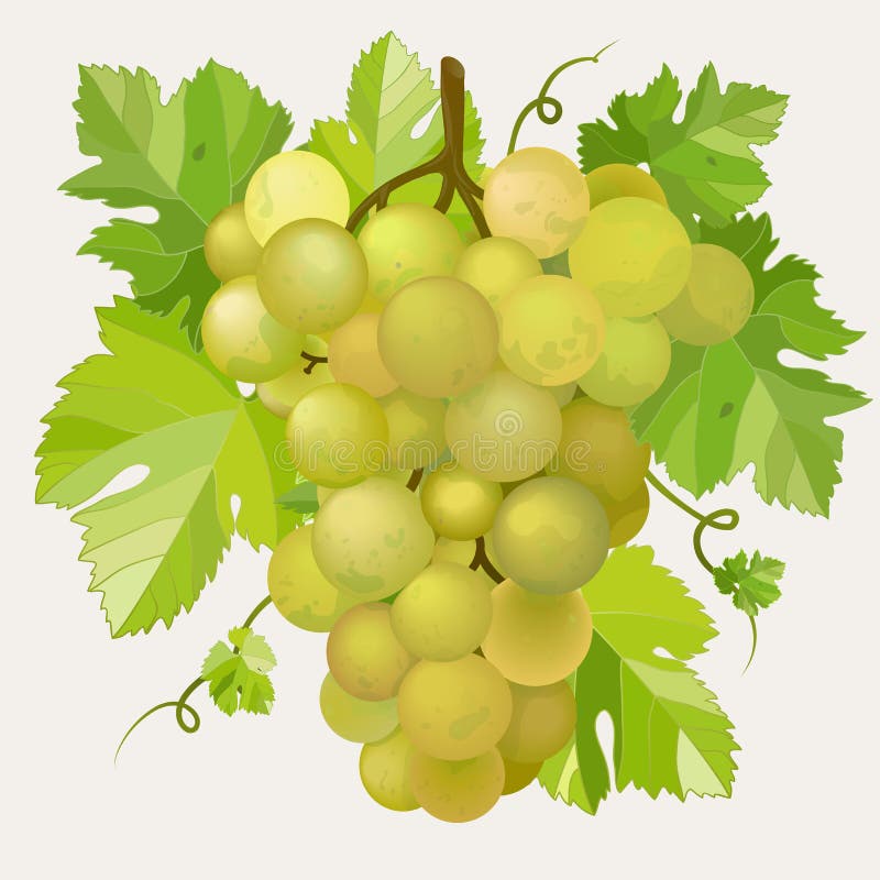 Rama de uvas verdes ilustración del vector. Ilustración de element ...