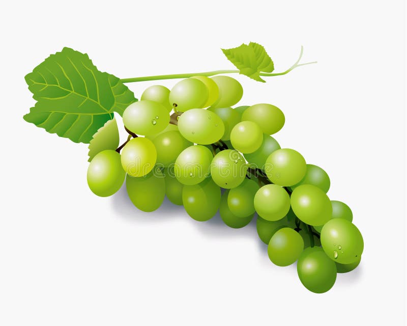 Uvas verdes. ilustración del vector. Ilustración de cosecha - 10549229