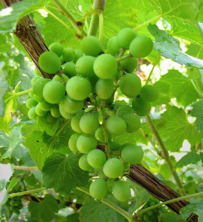 Uvas verdes imagen de archivo. Imagen de inmaduro, follaje - 949537