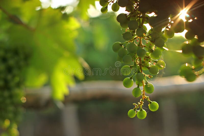 Uvas Verdes En La Salida Del Sol Imagen de archivo - Imagen de verde ...