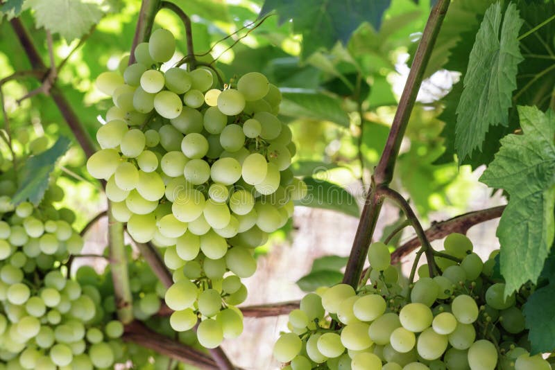 Uvas verdes frescas en vid imagen de archivo. Imagen de crecimiento ...