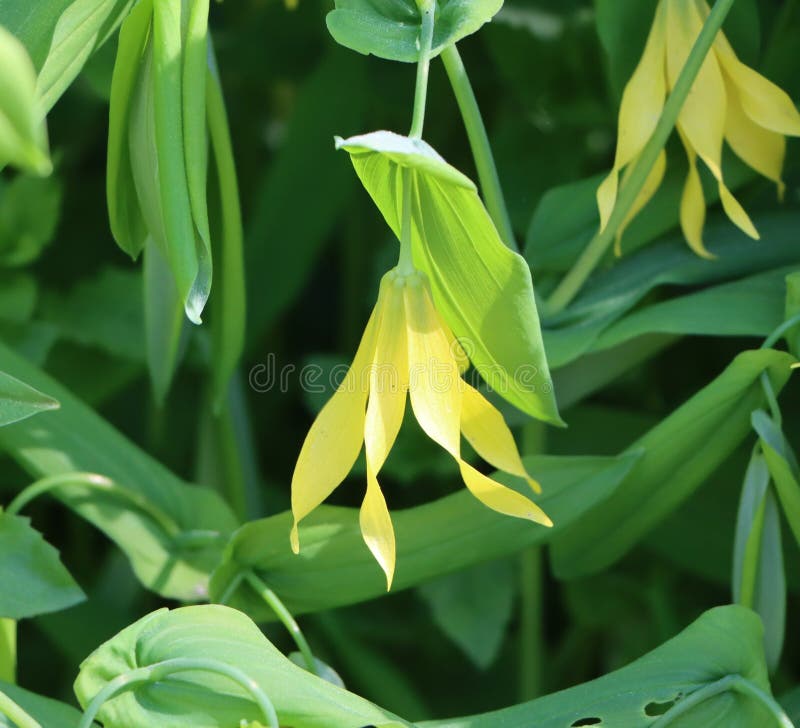 Uvularia Grandiflora (large-flowered Bellwort) Stock Image - Image of ...