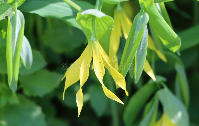 Uvularia grandiflora stock photo. Image of yellow, daffodil - 320066814