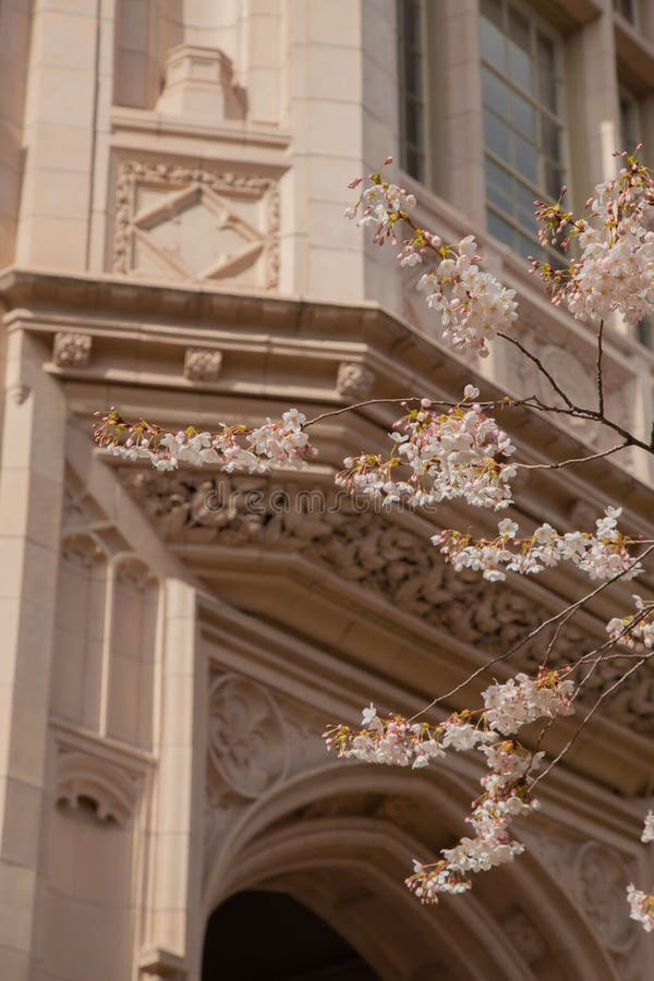 UW cherry blossom 2023 editorial stock image. Illustration of ...