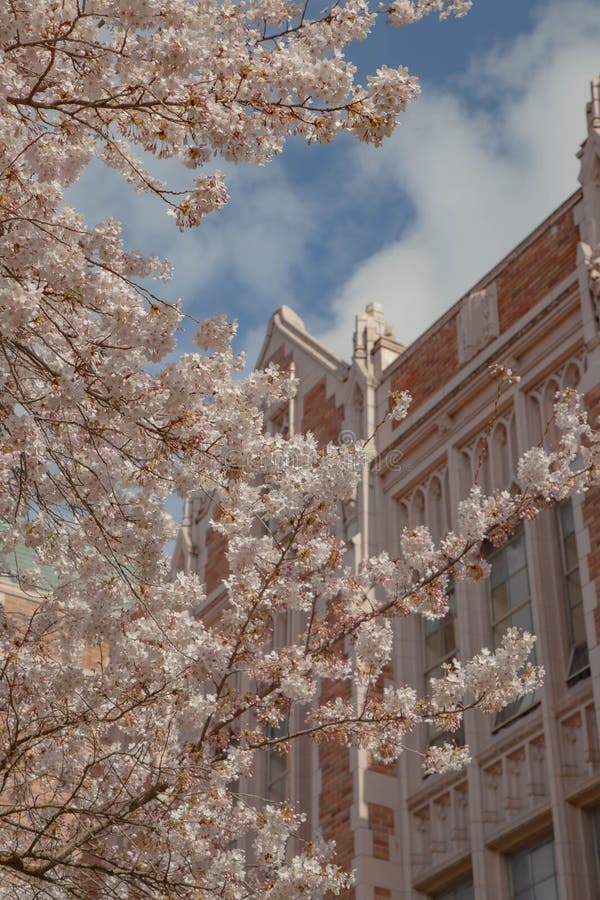 UW cherry blossom 2023 editorial photography. Illustration of vivid ...