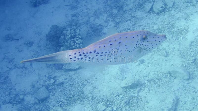 Uw Video of Scrawled Filefish - Aluterus Scriptus Stock Footage - Video ...