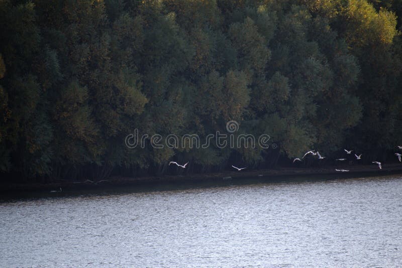 Váh - river stock image. Image of forest, bright, leaves - 101645321