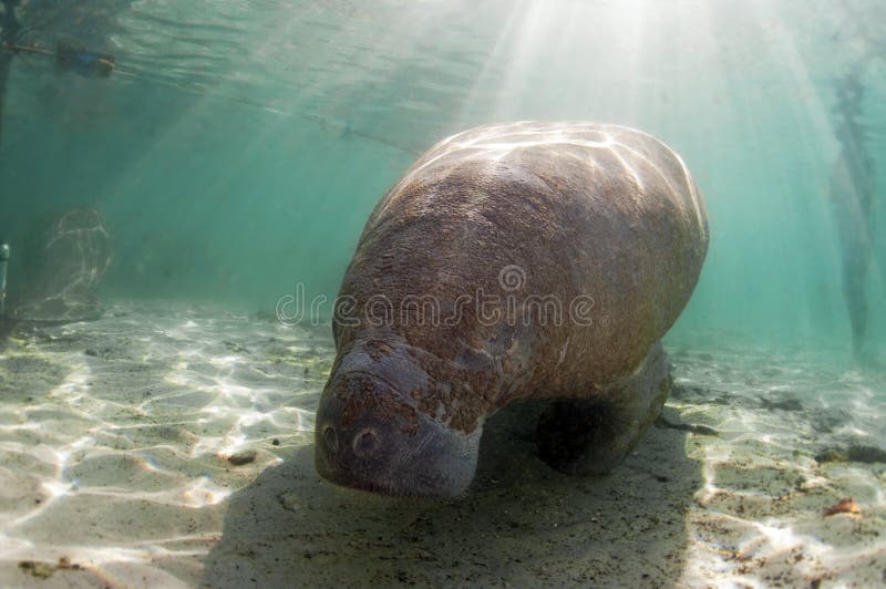 1,700 Mermaids Stock Photos - Free & Royalty-Free Stock Foton från ...