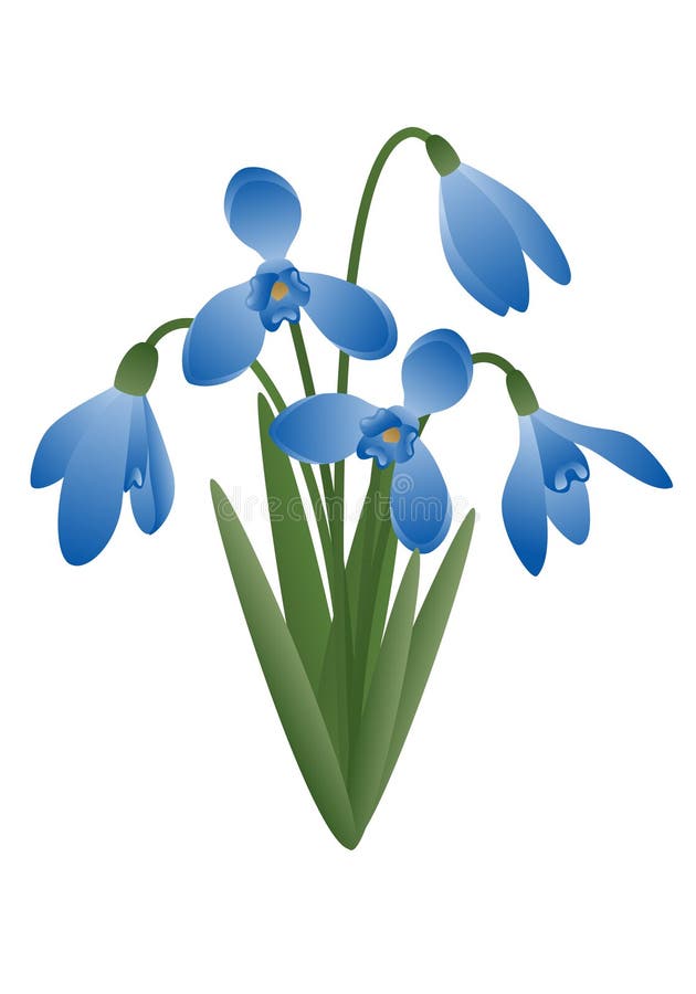 Vårblomma - krokus vektor illustrationer. Illustration av kort - 66043171