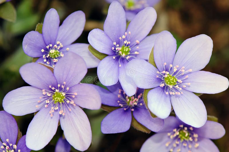 Vårblommor - Blåsippa (blåsippanobilis) Fotografering för Bildbyråer ...