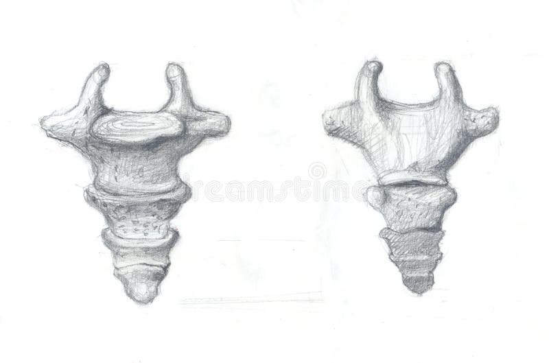 Coxis - esqueleto stock de ilustración. Ilustración de lavabo - 16017691