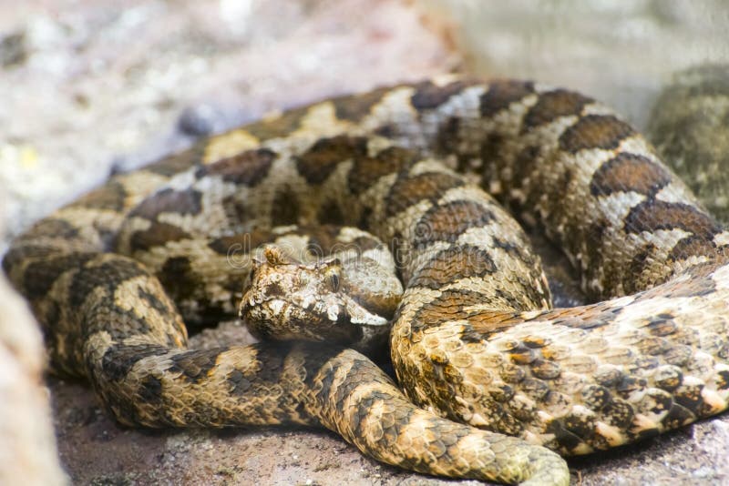Serpiente de cuernos foto de archivo. Imagen de bifurcado - 1202912