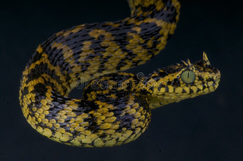 Víbora De Cuernos De Usambara/ceratophora De Atheris Imagen de archivo ...