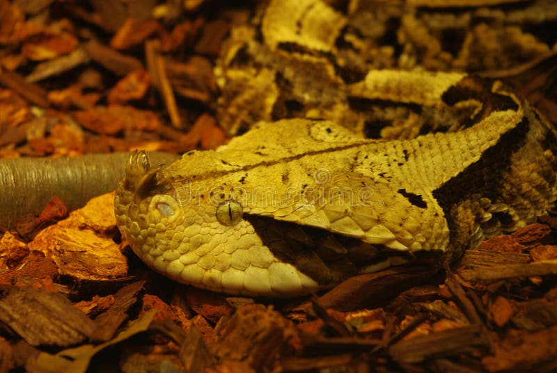 Víbora De Gabon, Bitis Gabonica Imagem de Stock - Imagem de wildlife ...