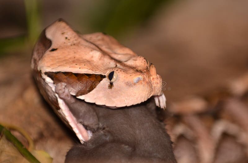 Víbora De Gabon, Bitis Gabonica Imagem de Stock - Imagem de serpente ...