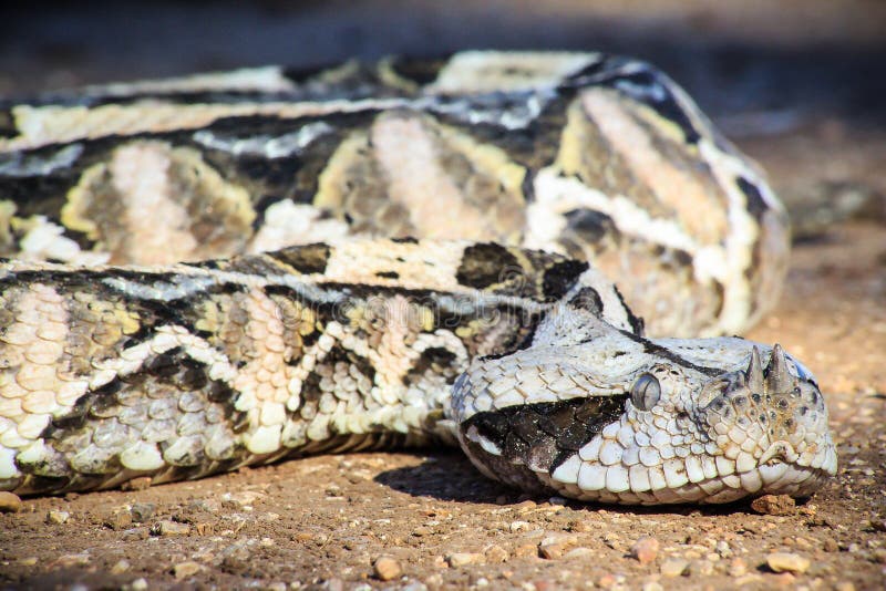 Víbora De Gaboon (Bitis Gabonica) Foto de archivo - Imagen de ...
