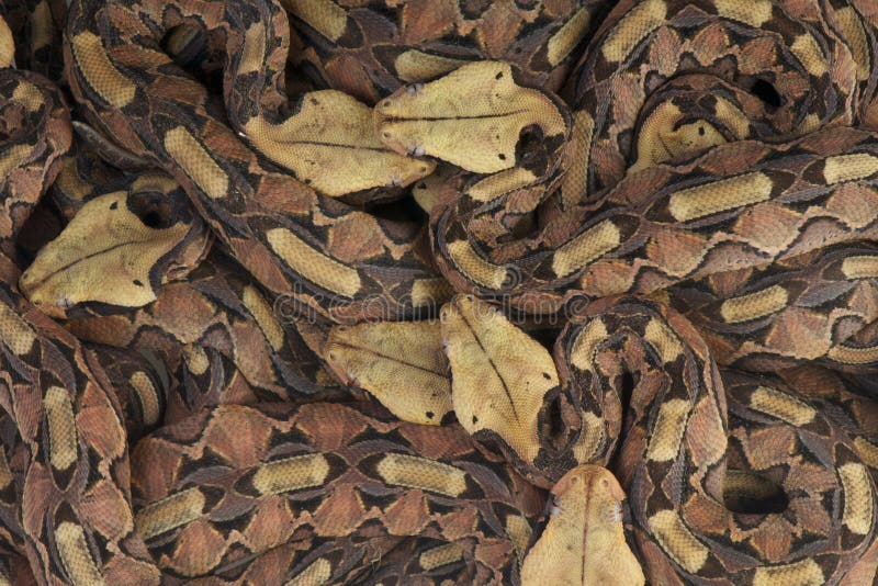 Víbora De Gaboon/gabonica Del Bitis Imagen de archivo - Imagen de ...