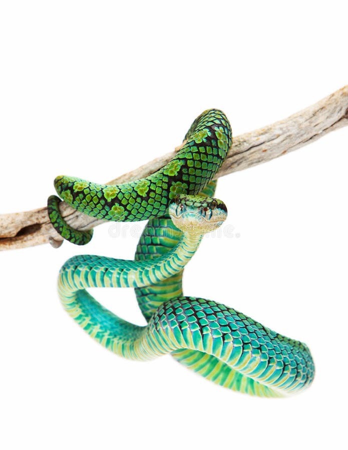 Víbora del templo foto de archivo. Imagen de suroriental - 15989384