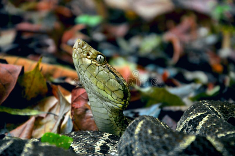 Primer Del Bebé Y Del Huevo, Latastei De La Serpiente De La Víbora Del ...