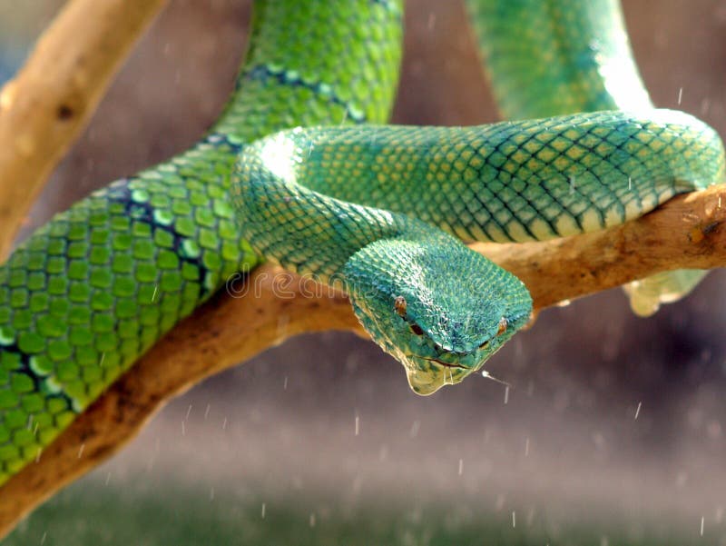 Víbora verde imagen de archivo. Imagen de huelga, mortal - 22109787